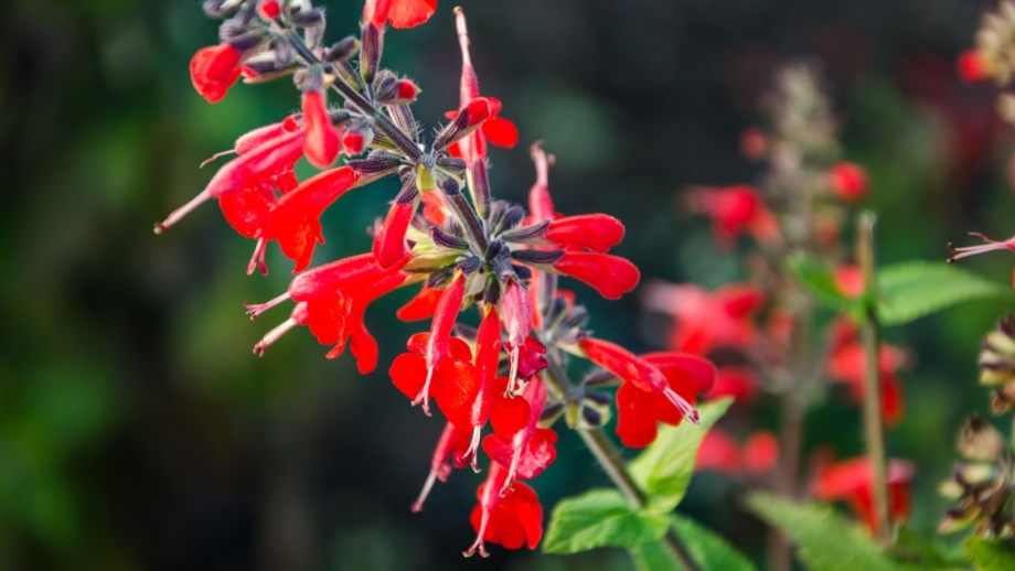 How to Plant, Grow, and Care For Scarlet Sage