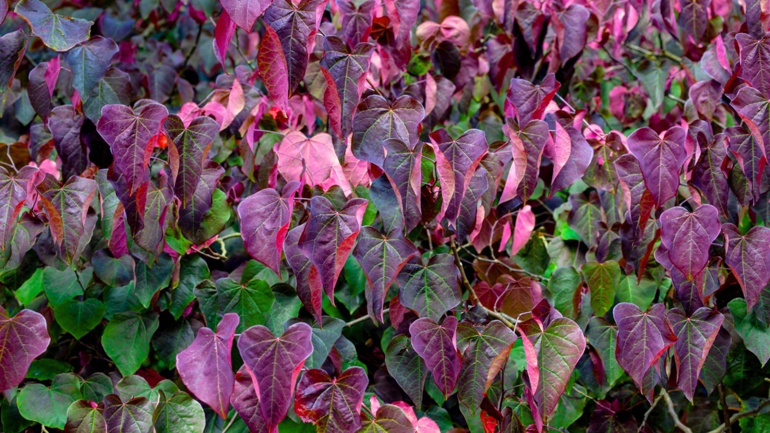 How to Plant, Grow, and Care for 'Forest Pansy' Redbud Trees