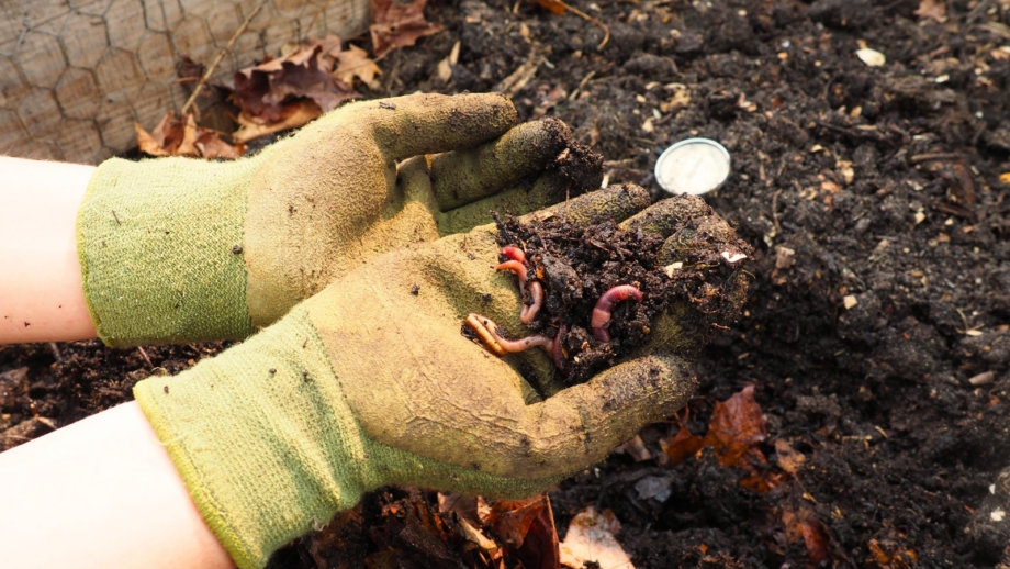 How to Plant, Grow, and Care for 'Forest Pansy' Redbud Trees