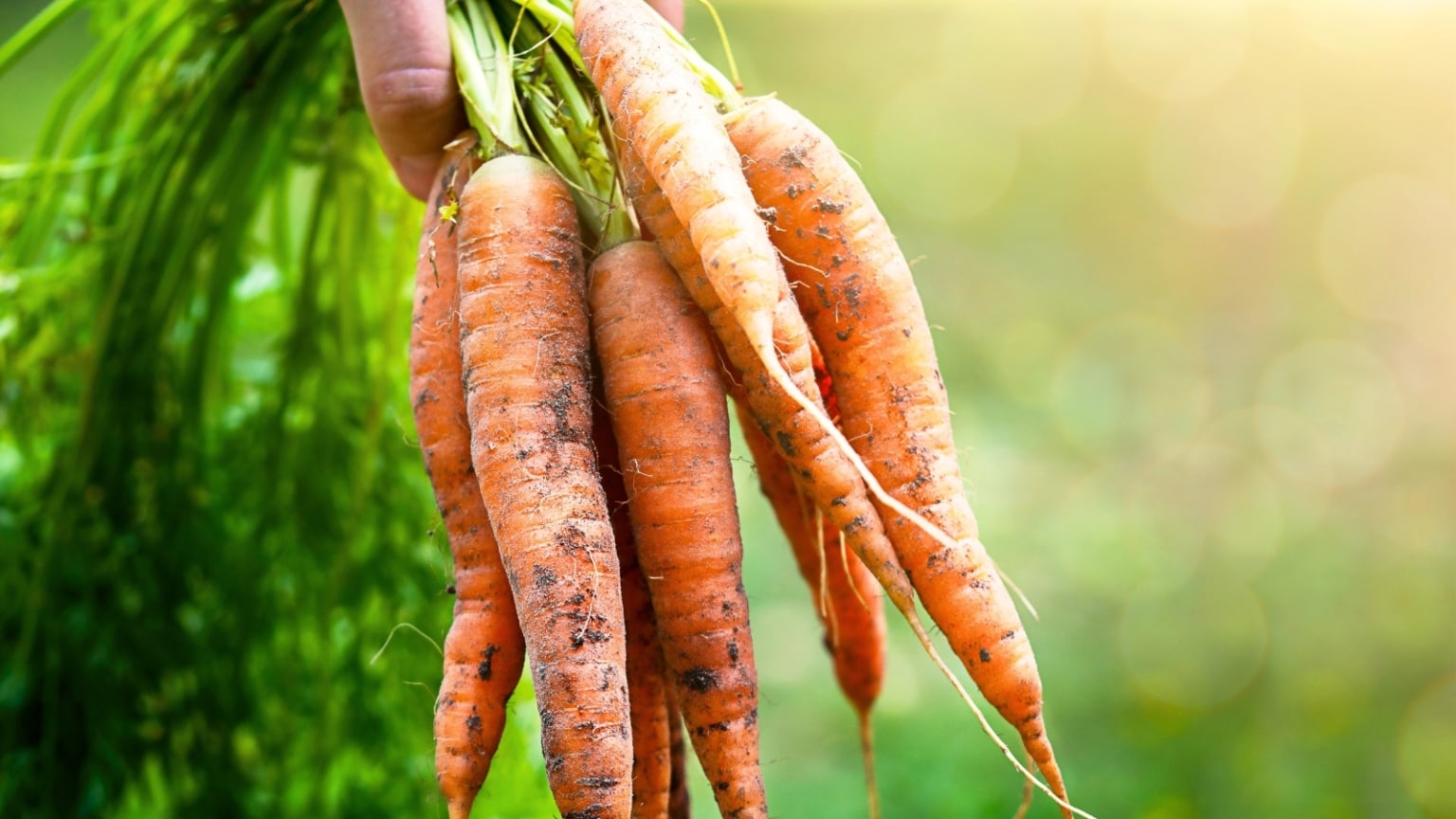 Our 9 Favorite Carrots For Fresh Eating