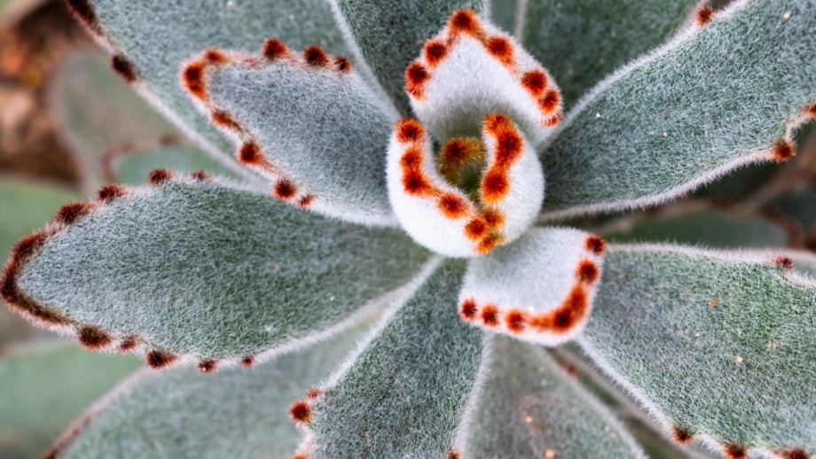 11 Plants With Fuzzy Textures Your Kids Will Love