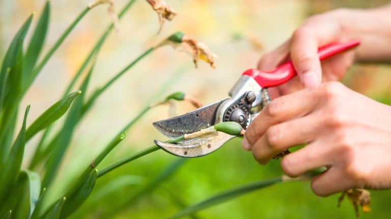 When and How to Prune Daffodils After Blooming