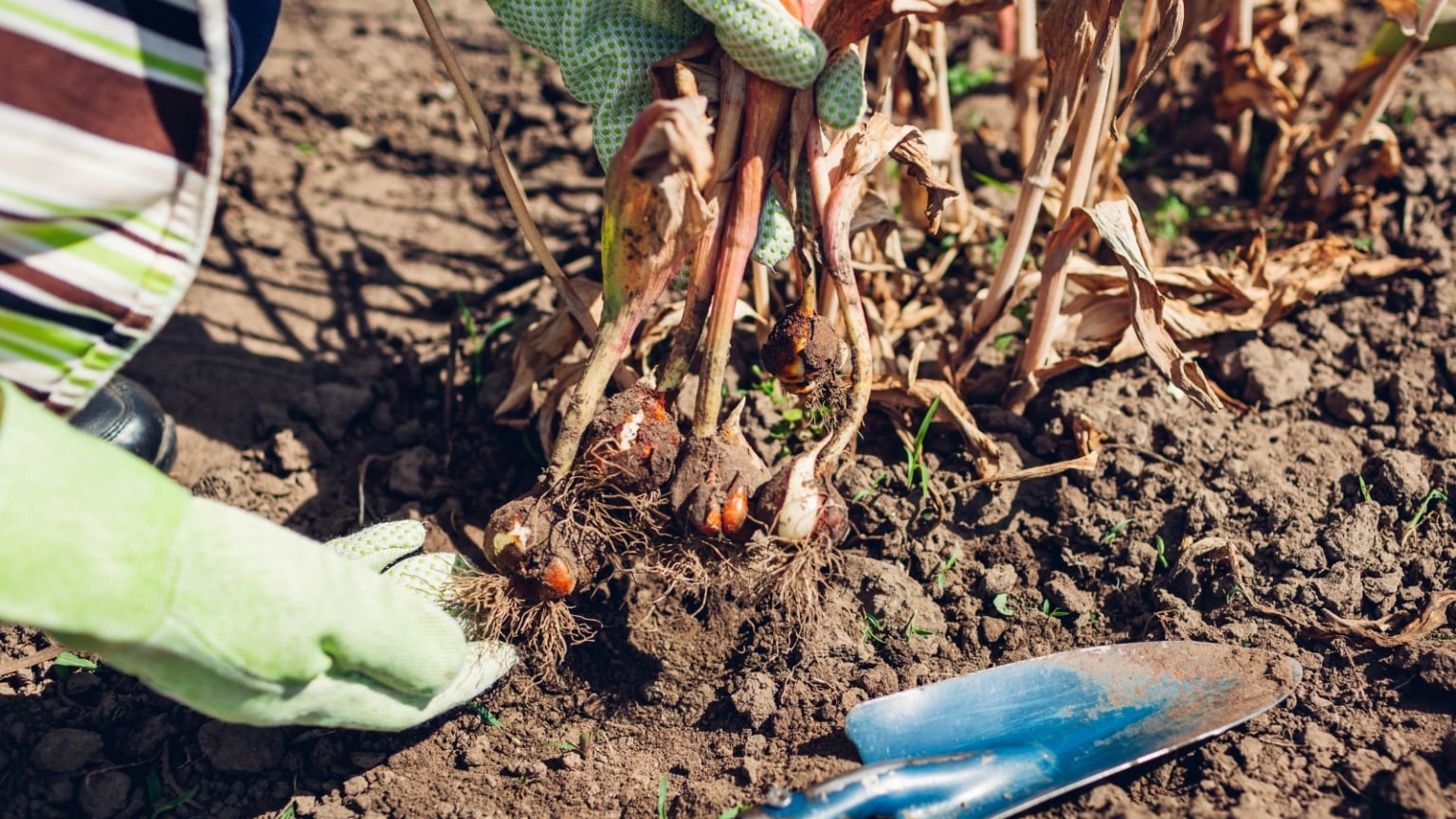 How to Plant, Grow, and Care For Parrot Tulips