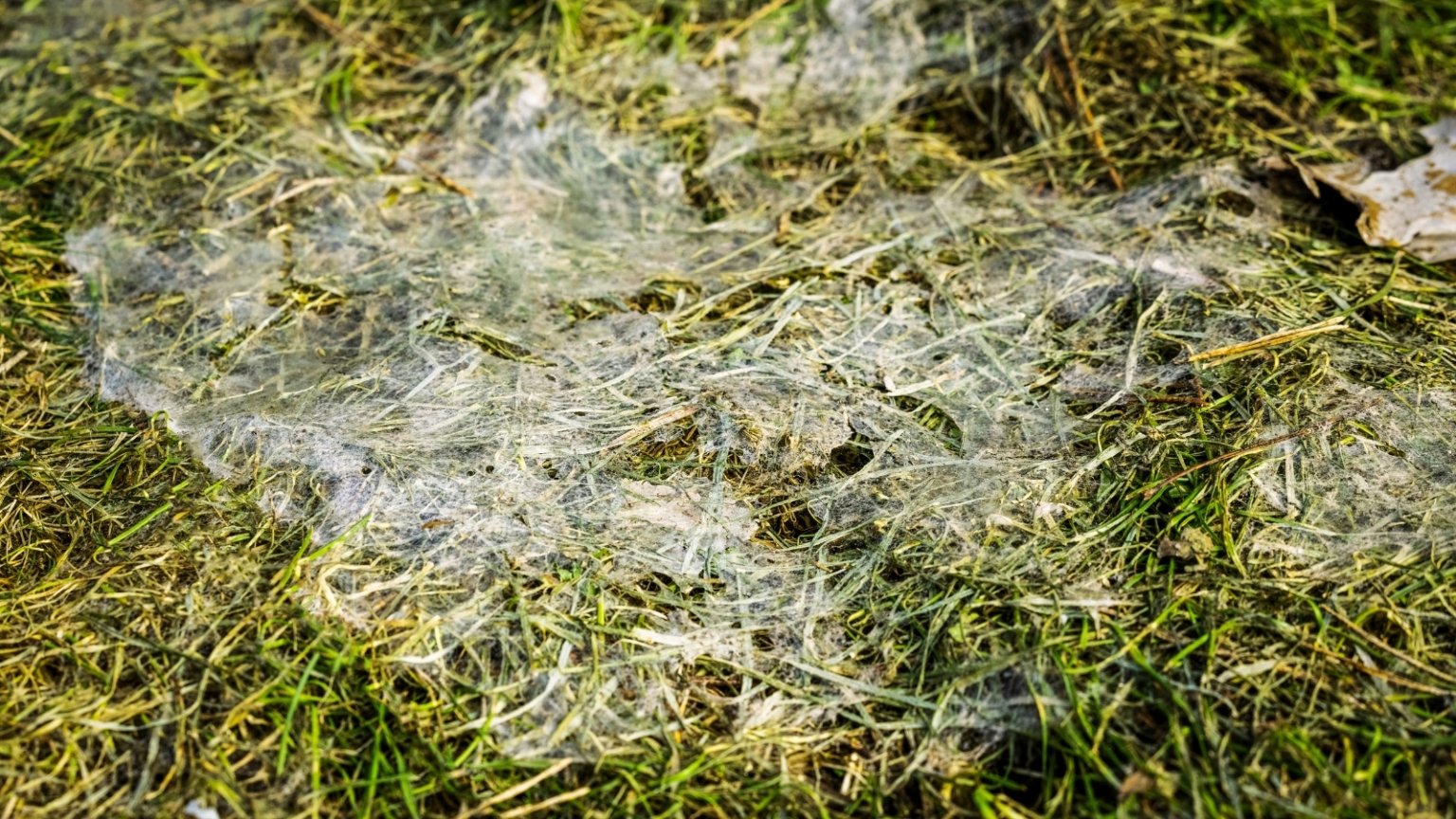 Snow Mold on Grass: Identification, Prevention, and Treatment