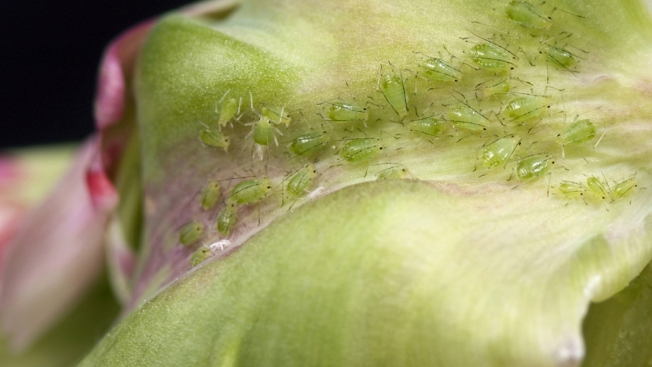 How to Plant, Grow, and Care For Parrot Tulips