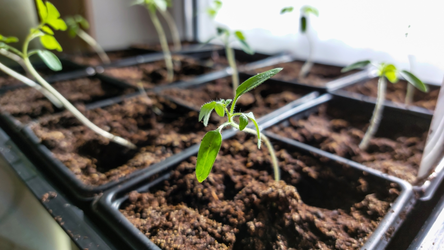 When to Move Your Tomato Seedlings into Larger Pots (Without Damage)