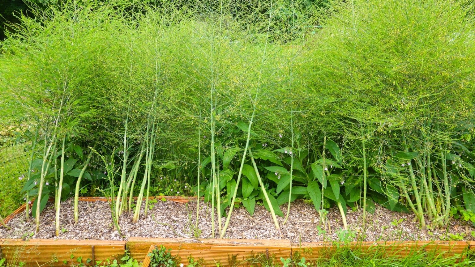 9 Reasons Why Raised Beds are the Best Way to Grow Asparagus
