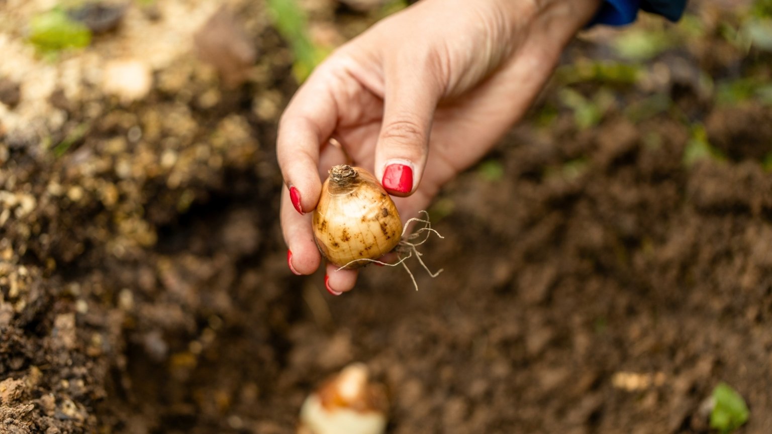 How to Plant, Grow, and Care For ‘Tête à Tête’ Daffodils