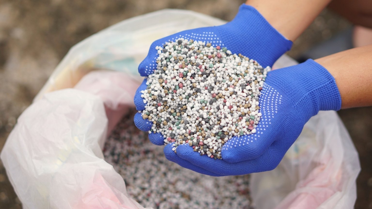 How to Plant, Grow, and Care For Lily Magnolia Trees