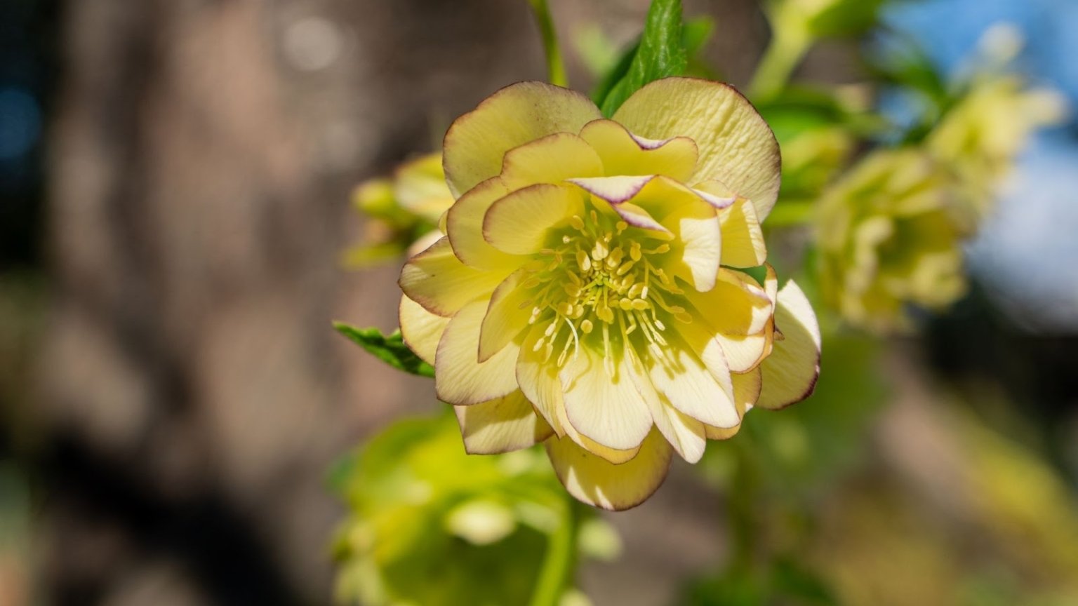 When and How to Prune Hellebore Plants