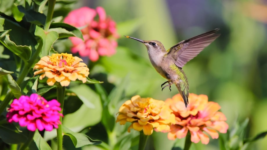 13 Hummingbird-Favorite Plants to Sow From Seed in April