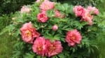 How to Plant, Grow, and Care For Itoh Peonies