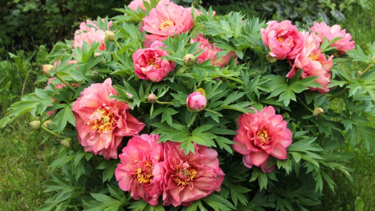 Peony Varieties: 40 Different Types of Peony Cultivars