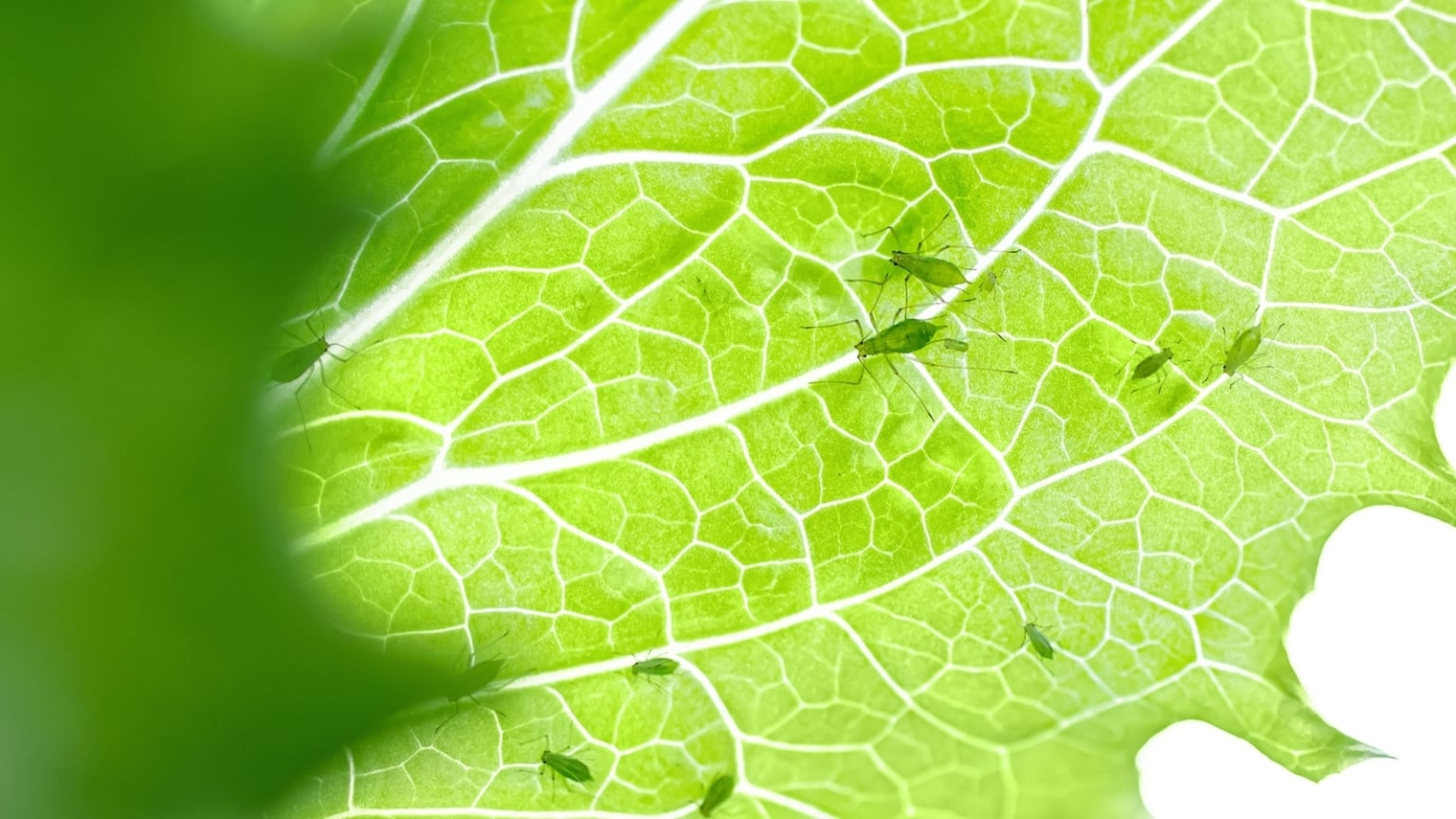 How to Plant, Grow, and Care for Bibb Lettuce