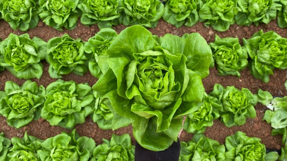 How to Plant, Grow, and Care for Bibb Lettuce