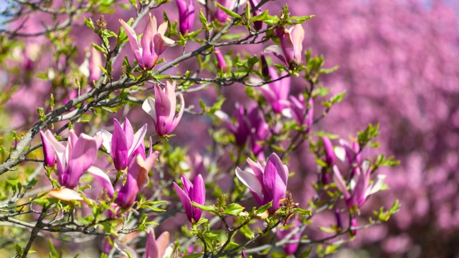 How to Plant, Grow, and Care For Lily Magnolia Trees