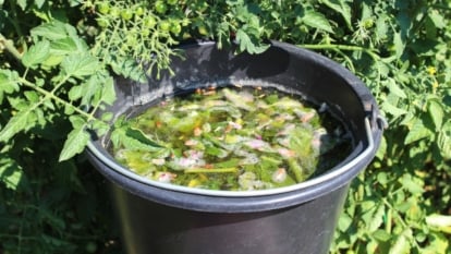 How to Make Homemade Comfrey Fertilizer in X Steps