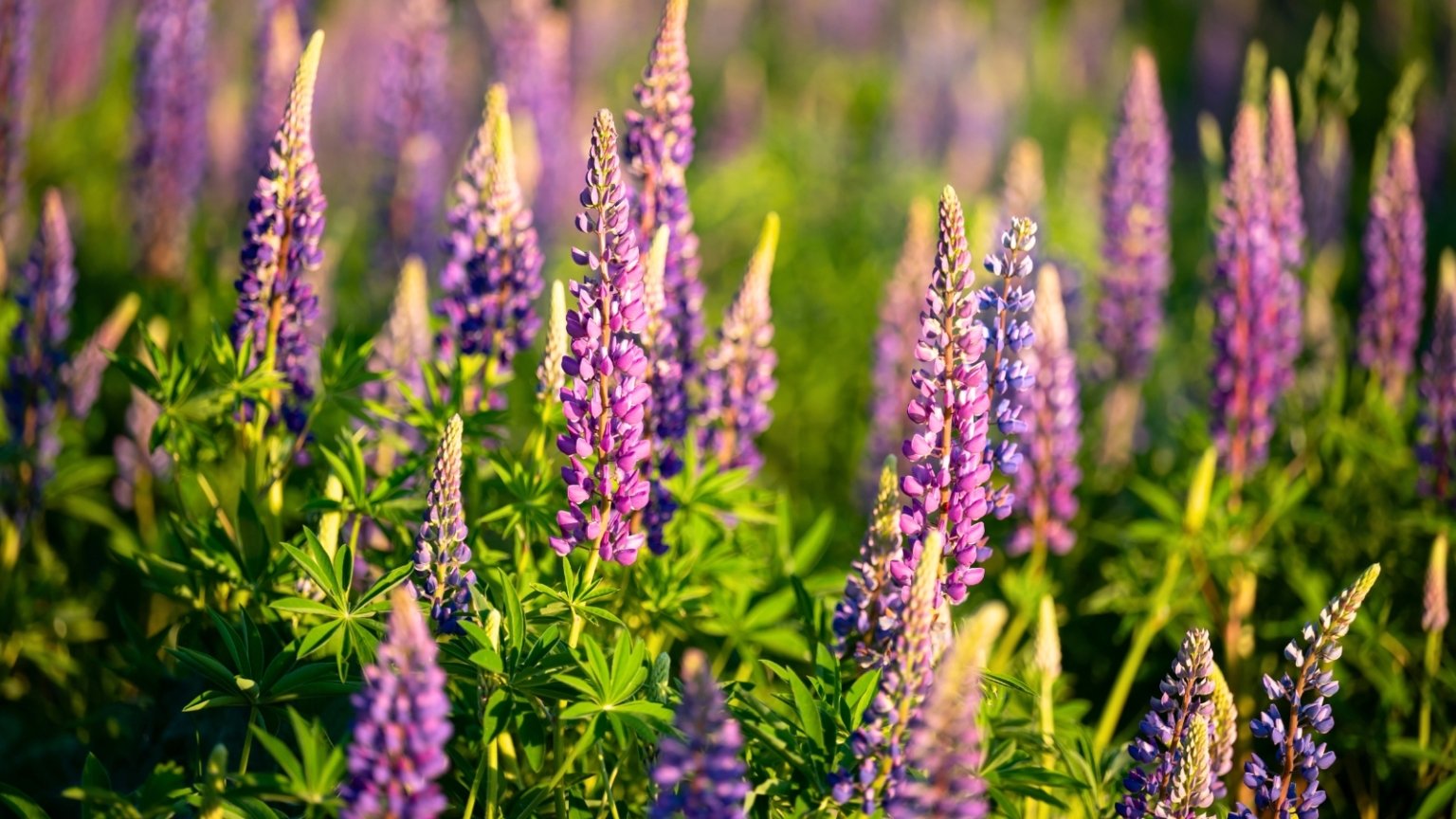 How To Grow Lupines From Seed: 9 Expert Growing Tips
