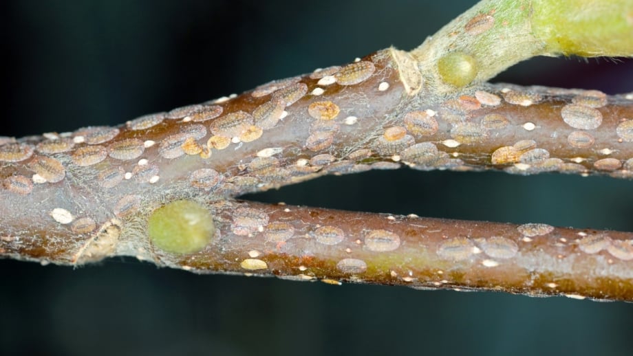 How to Plant, Grow, and Care For Lily Magnolia Trees