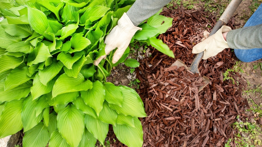 13 Ways Wood Chips Benefit Your Garden