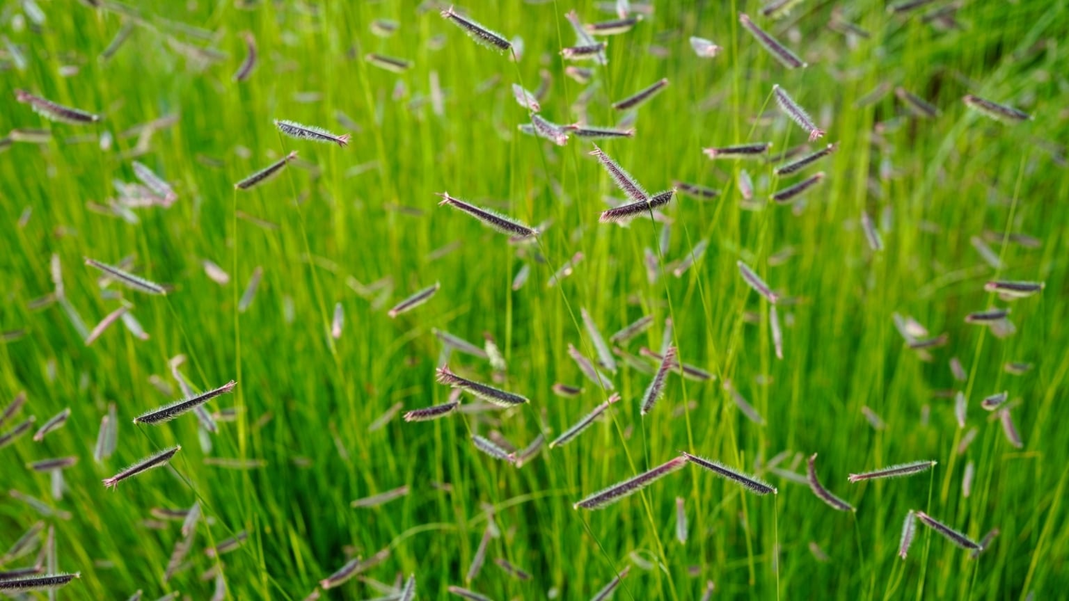 11 Native Grasses to Grow from Seed in March