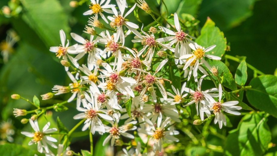 17 Native Wildflowers for Carolina Gardens
