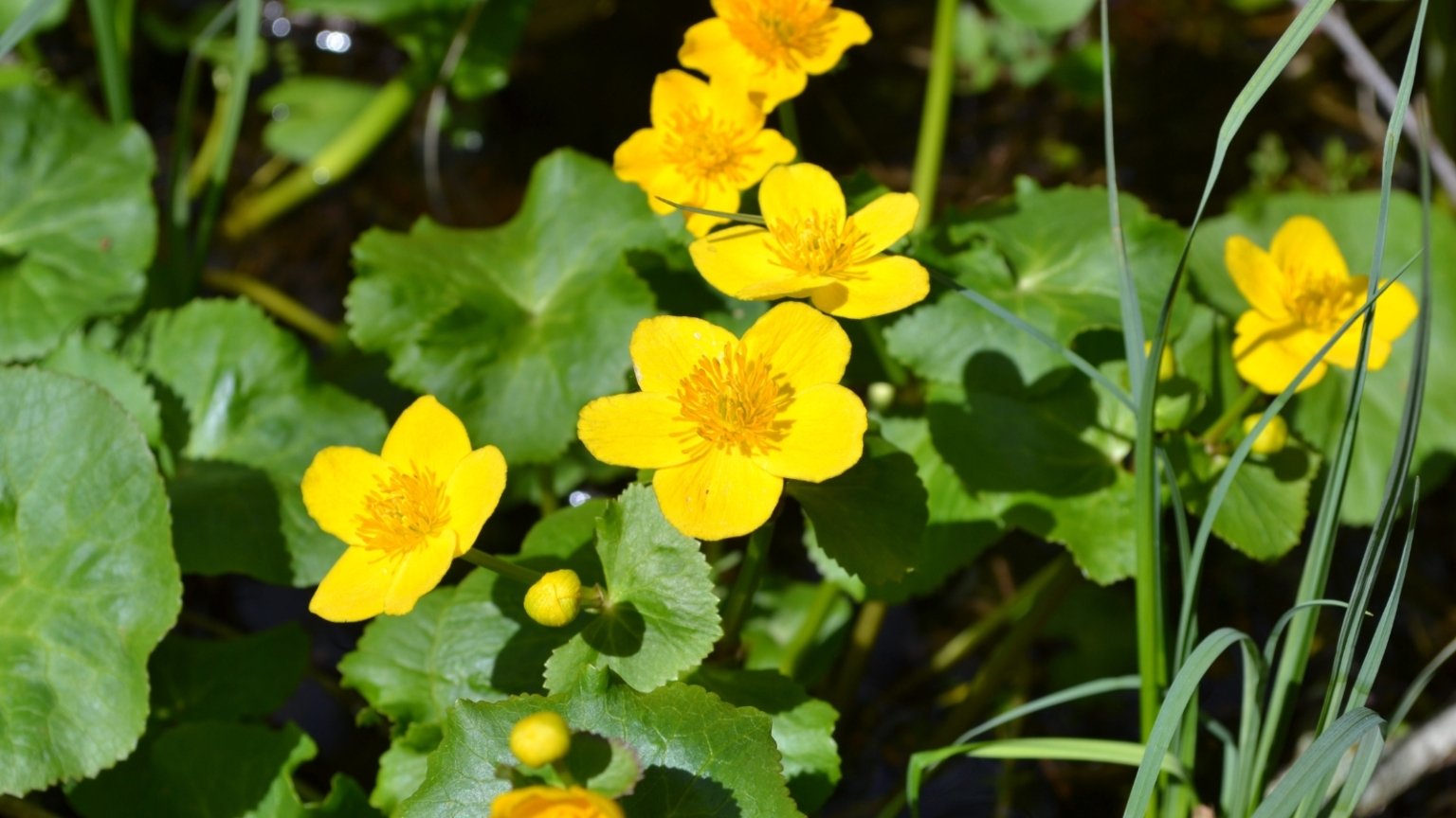 15 Native Woodland Plants to Grow This Spring