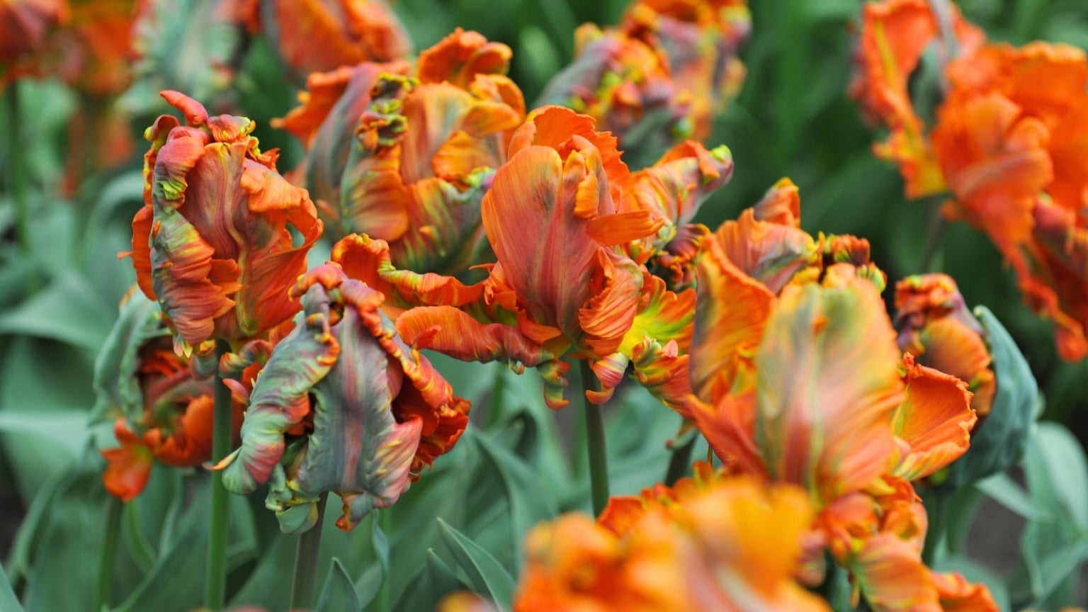 How to Plant, Grow, and Care For Parrot Tulips
