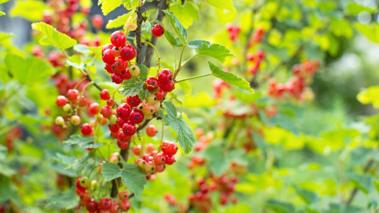 11 Berry Bushes You Can Plant in Early Spring