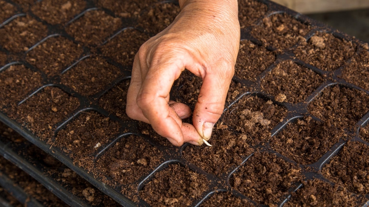 When and How to Start Cucumber Seeds Indoors