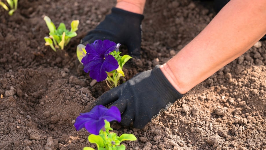 How to Plant, Grow, and Care for Supertunias