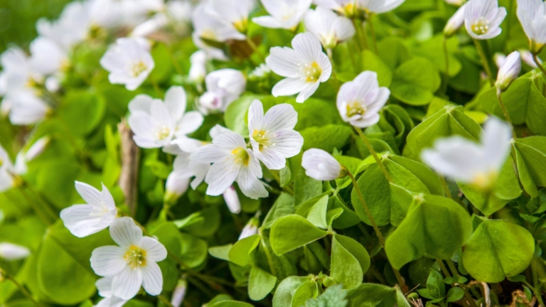 11 Interesting Plants Native to Ireland That You Can Grow at Home