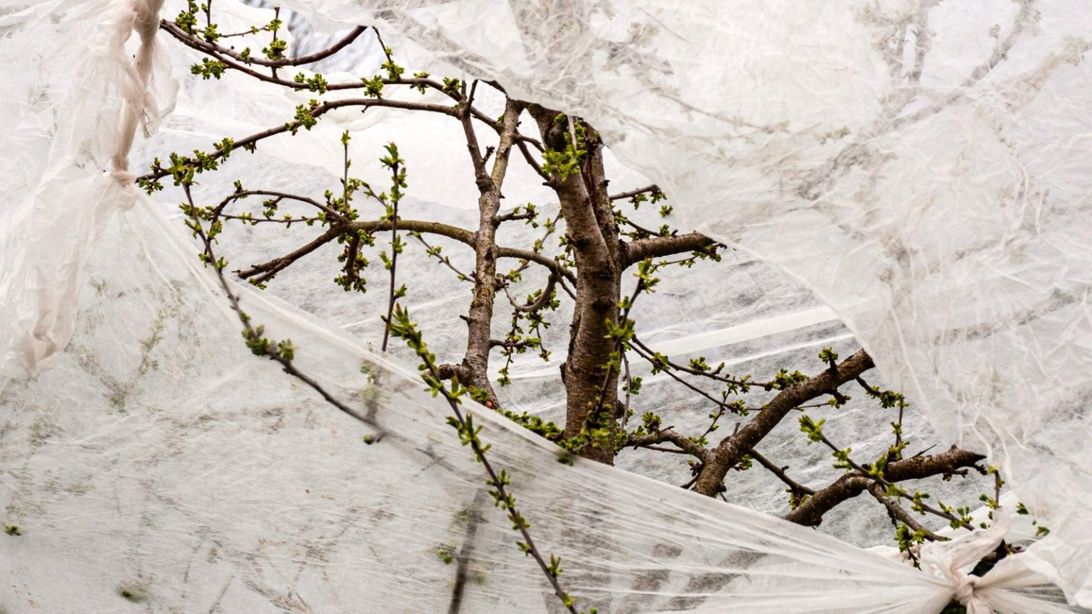 How to Protect Your Fruit Trees From Late Frosts