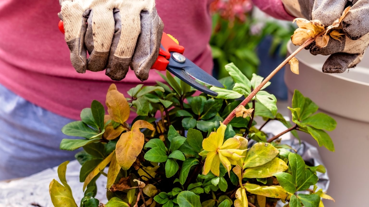 When and How to Prune Hellebore Plants