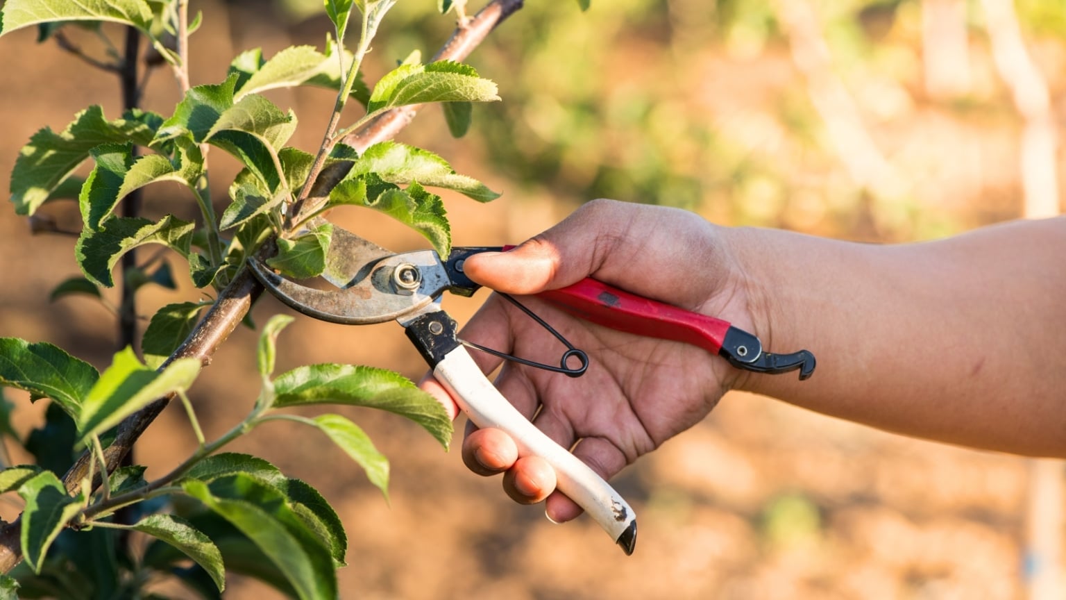 5 Trees You Should Prune Right Now, and 5 You Shouldn't Touch