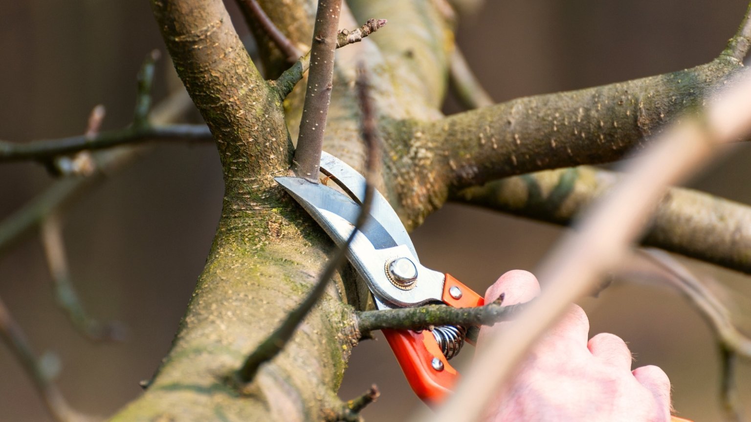 How to Plant, Grow, and Care for 'Forest Pansy' Redbud Trees