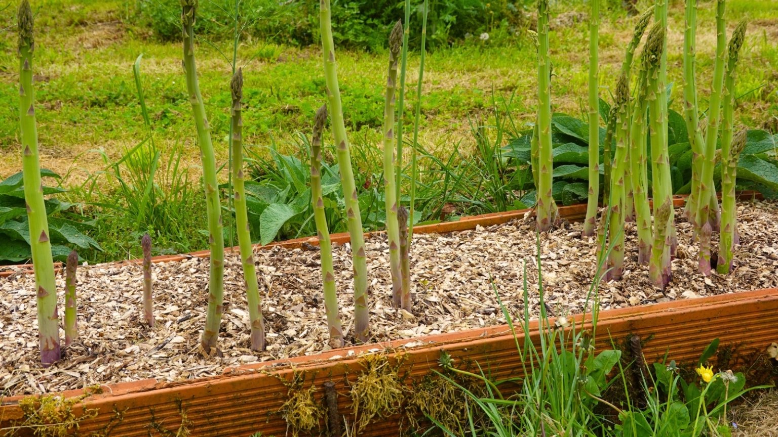 How to Prepare Your Garden Bed for Growing Asparagus: 11 Pro Tips