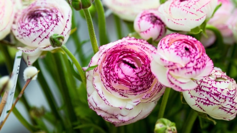 17 Dreamy Ranunculus Varieties to Grow This Spring
