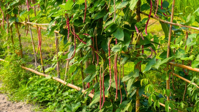 How to Plant, Grow, and Care for 'Red Noodle' Beans
