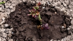When and How Much to Water Newly-Planted Roses