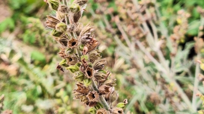 How to Plant, Grow, and Care For Scarlet Sage
