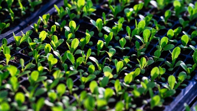 How to Fix Overcrowded Seedlings in 5 Easy Steps