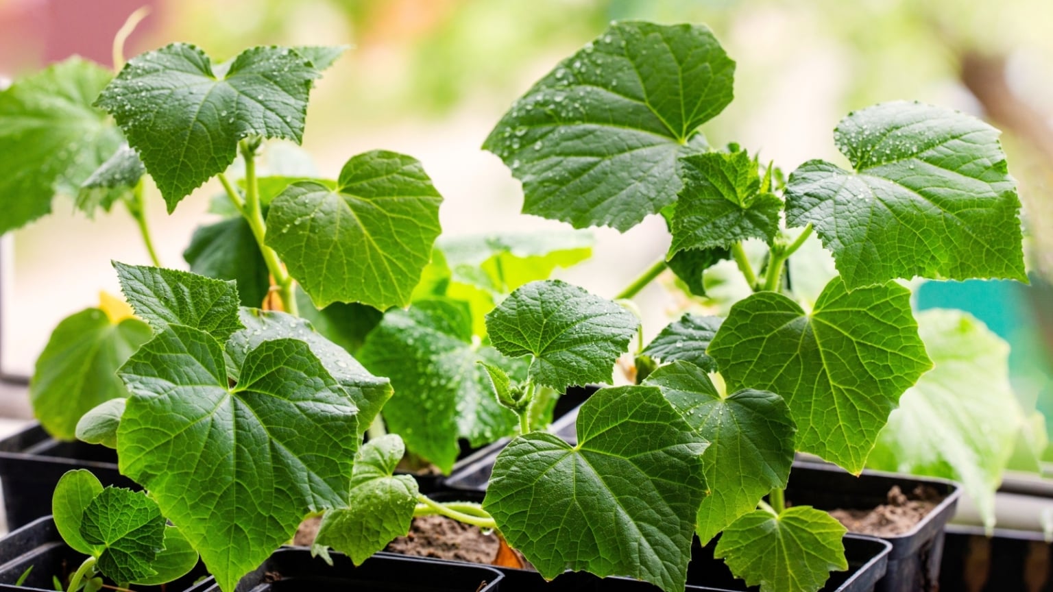 When and How to Start Cucumber Seeds Indoors