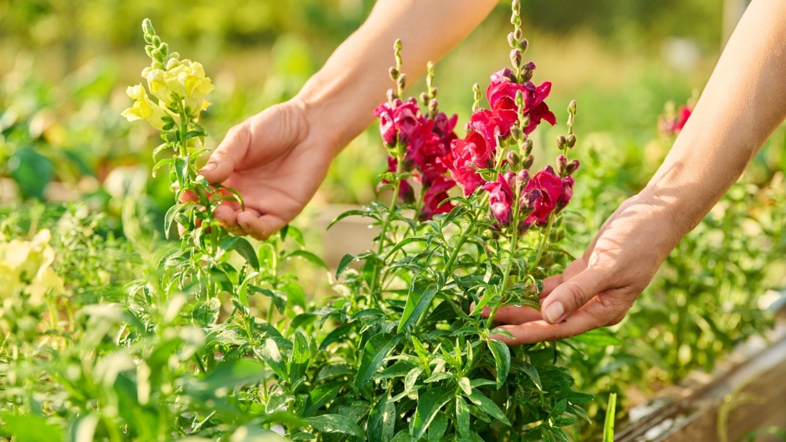 How to Grow Snapdragons From Seeds