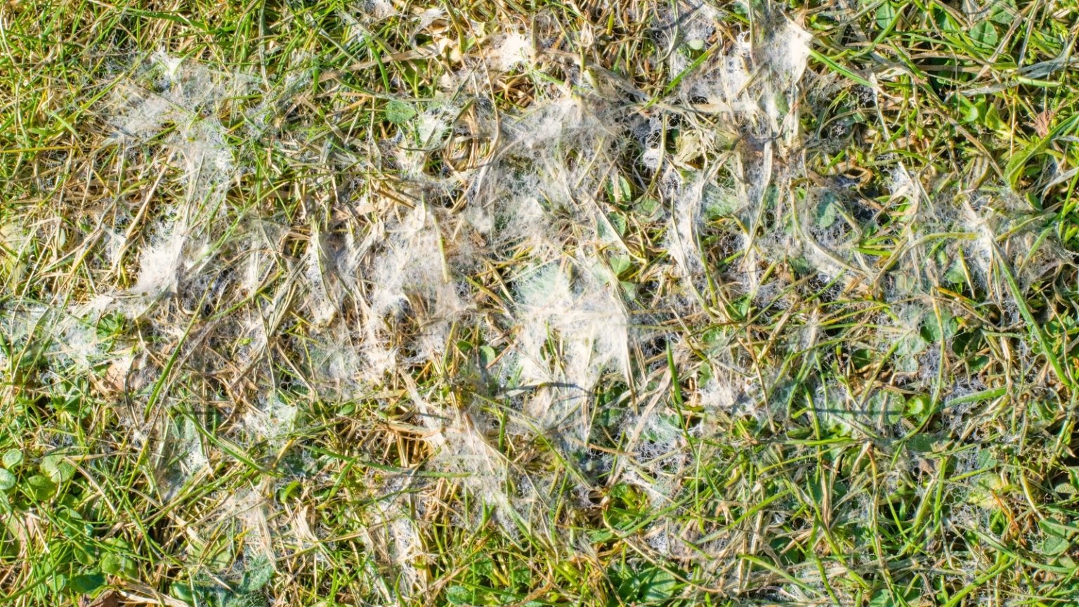 Snow Mold on Grass: Identification, Prevention, and Treatment