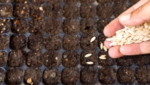 When and How to Start Cucumber Seeds Indoors