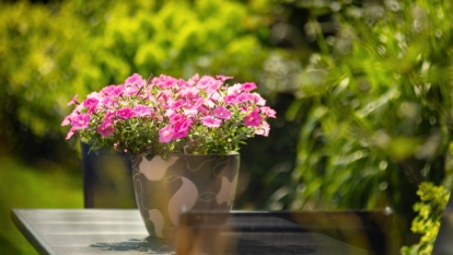 How to Plant, Grow, and Care for Supertunias