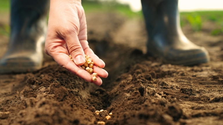 11 Essential Survival Garden Seeds to Plant This Spring