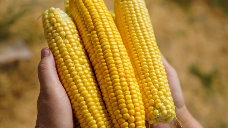 7 Sweet Corn Planting Tips to Try This Season