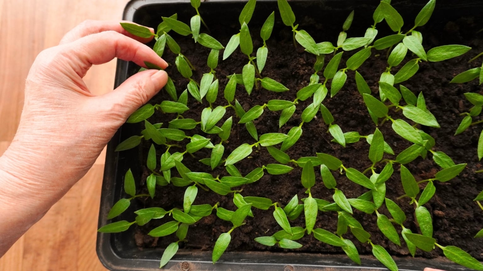 How to Fix Overcrowded Seedlings in 5 Easy Steps